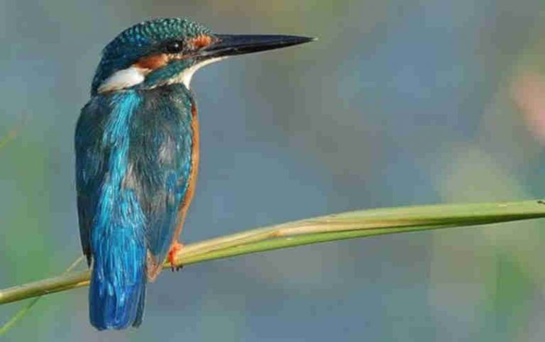 Bagaimana Burung Raja Udang Merevolusi Shinkansen? - Railway Enthusiast ...